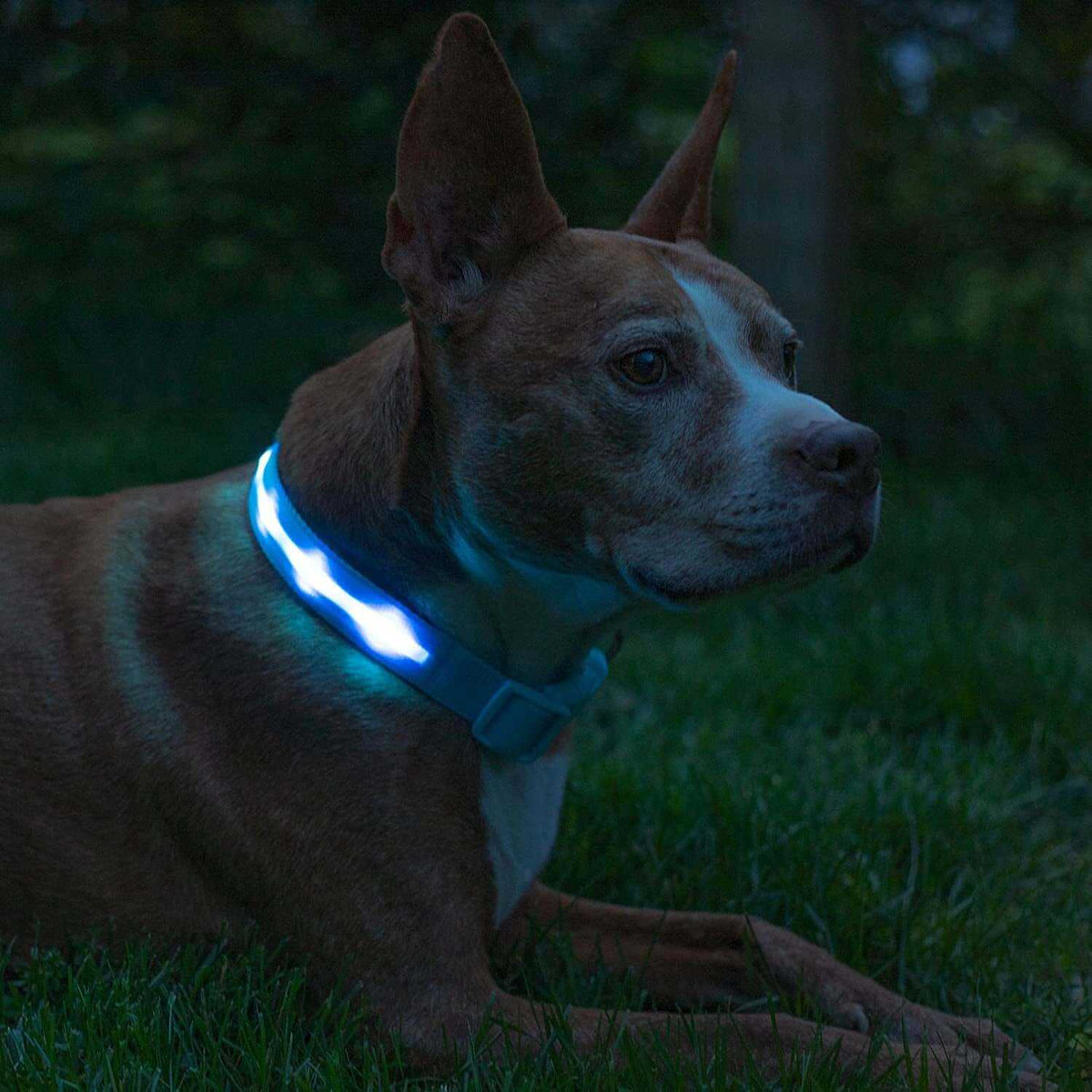 Brightest Original LED Light up Dog Collars - 1,000 Feet of Visibility ...
